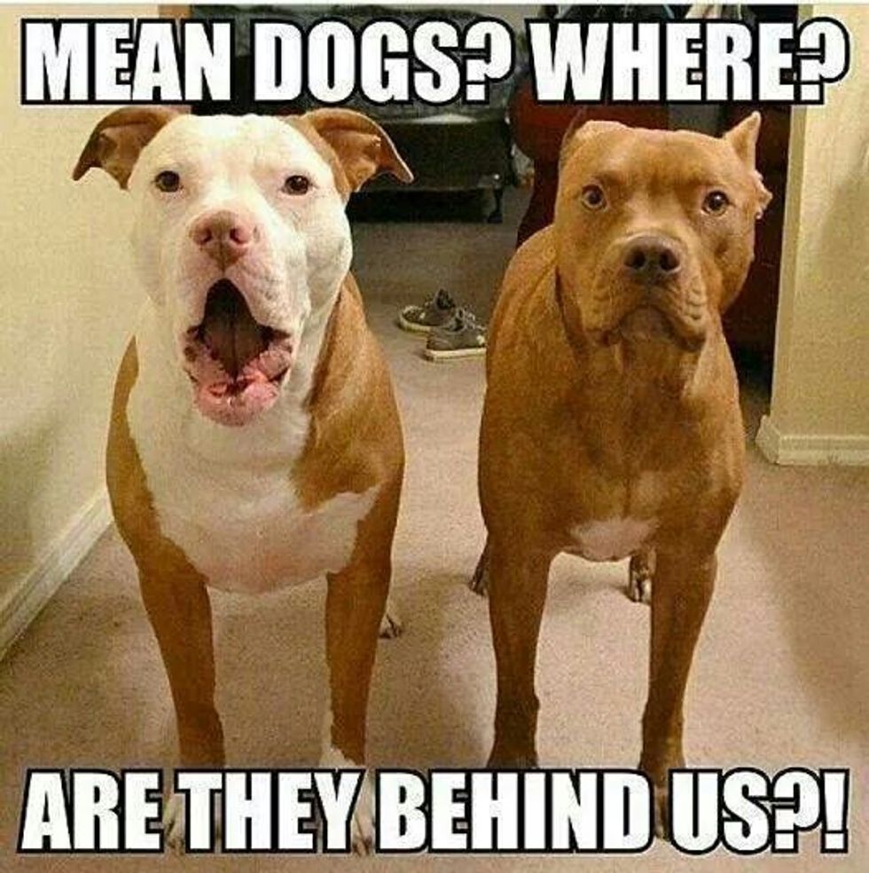 8 Reasons Why Pit Bulls Are The Worst Dogs