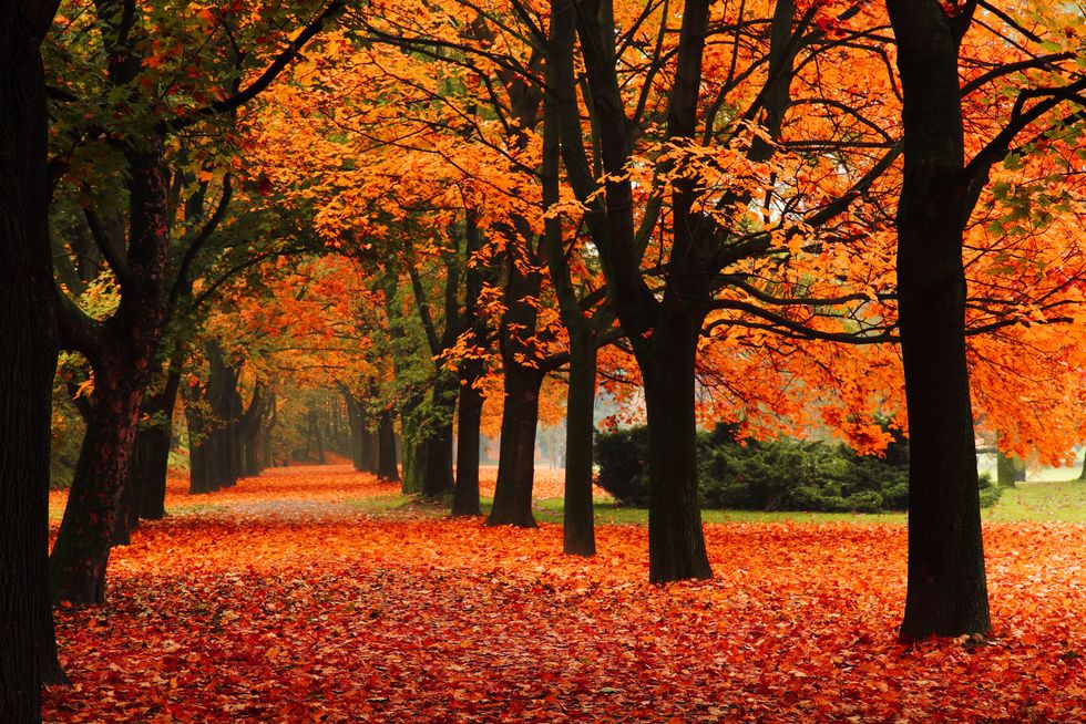 Fall Is In Fact My Favorite Season Fall Is In Fact My Favorite Season