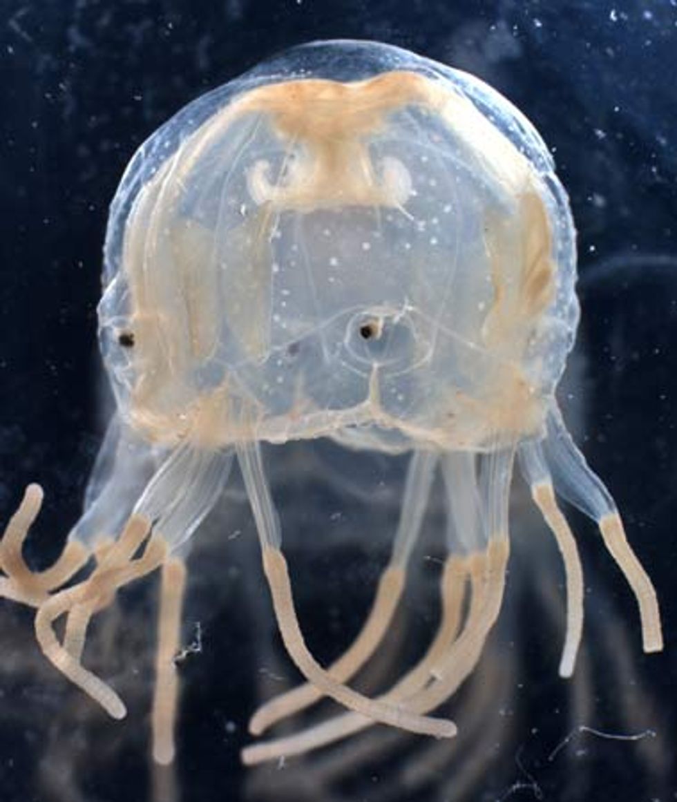 7 Reasons Why Jellyfish Are Just Plain Weird
