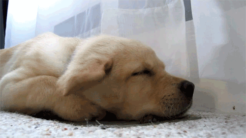 13 Best Sleepy Puppy Gifs