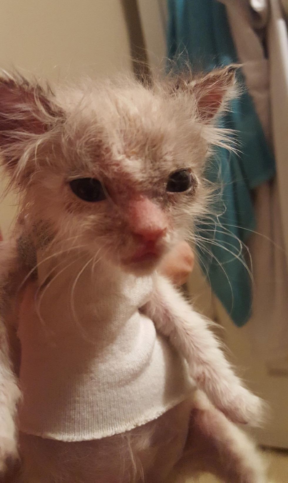 Kitten Covered in Crust Gets Help and Surprises Rescuers With His ...