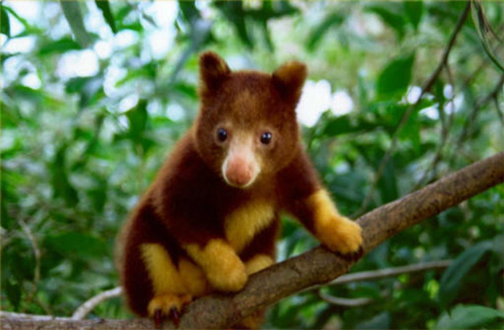 10 of the Most Unusual Animals on Earth