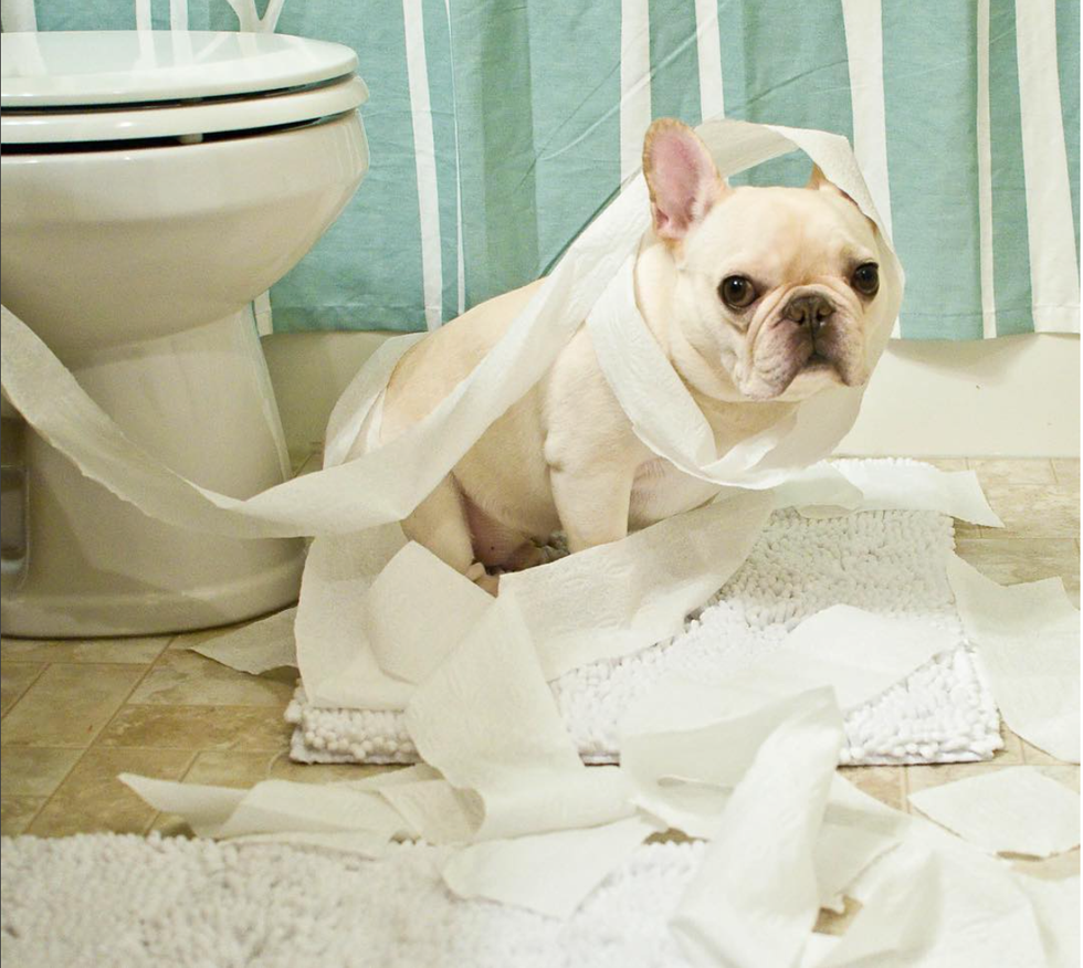 The Top 10 Best Frenchie Instagram Accounts