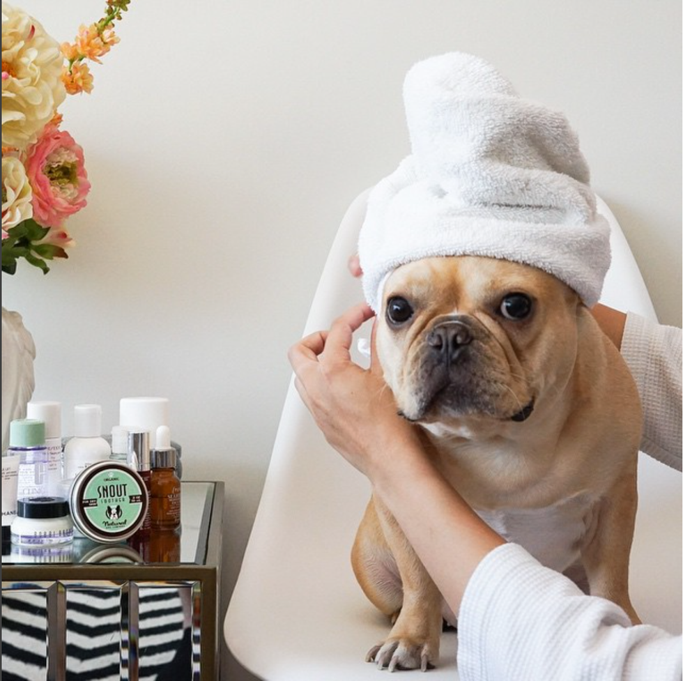 The Top 10 Best Frenchie Instagram Accounts