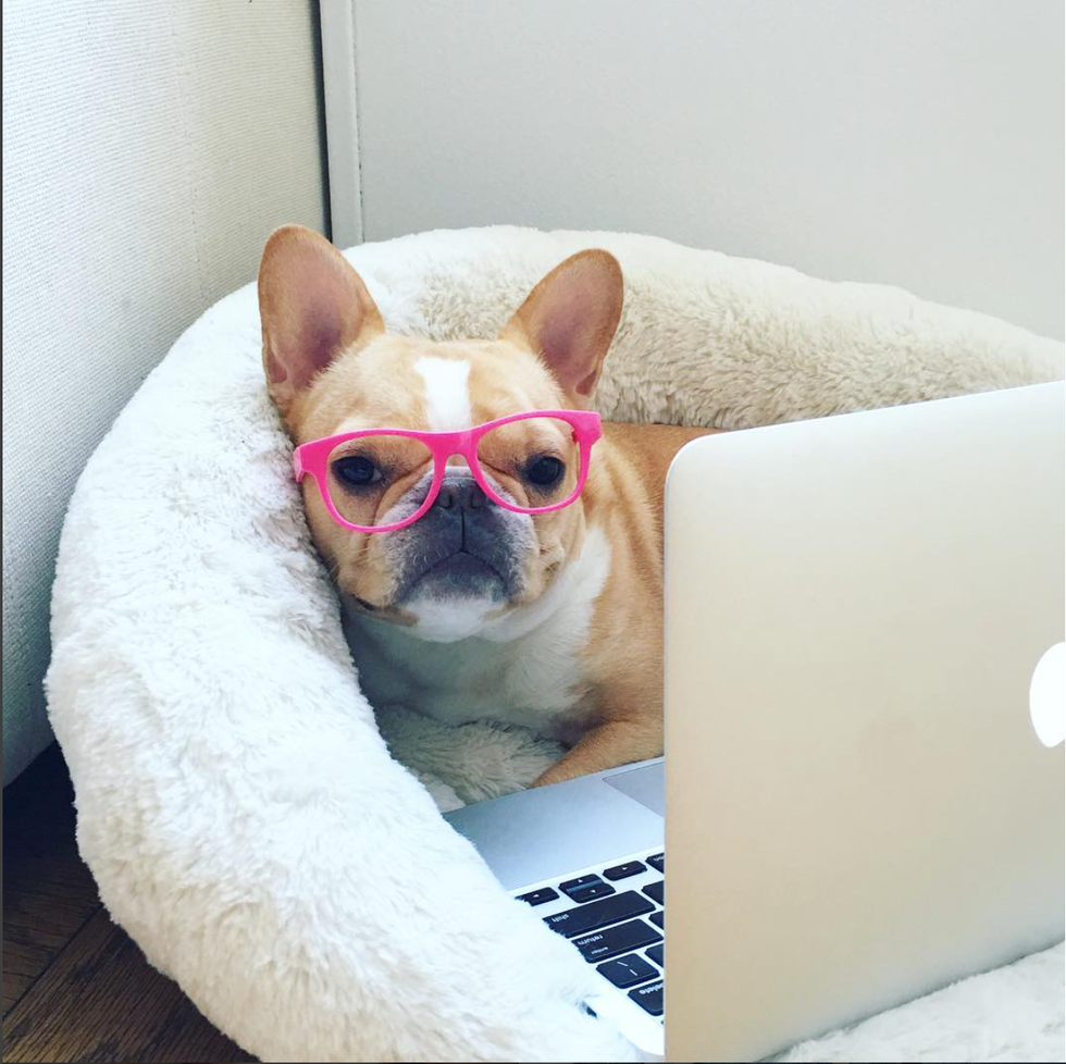 The Top 10 Best Frenchie Instagram Accounts