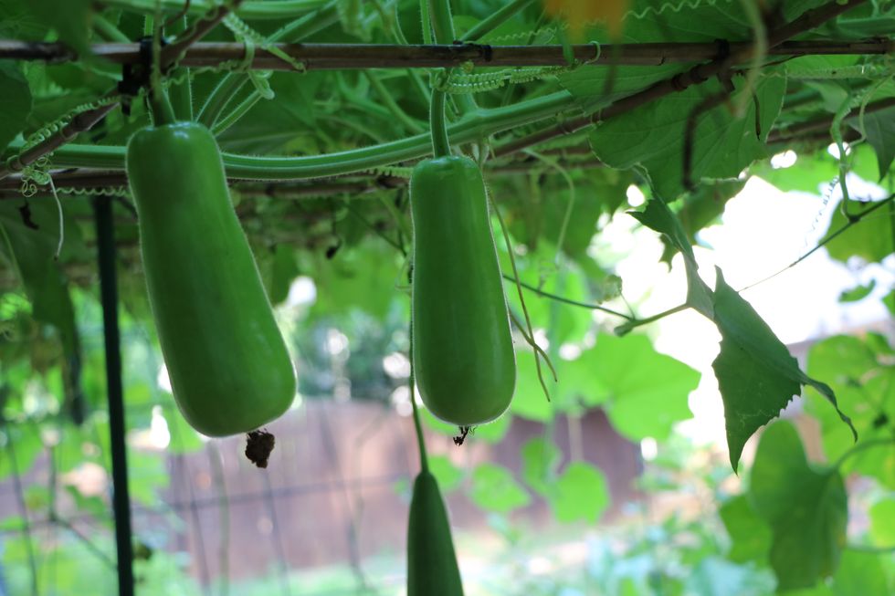 7 Gardening Tips For Those Who Don't