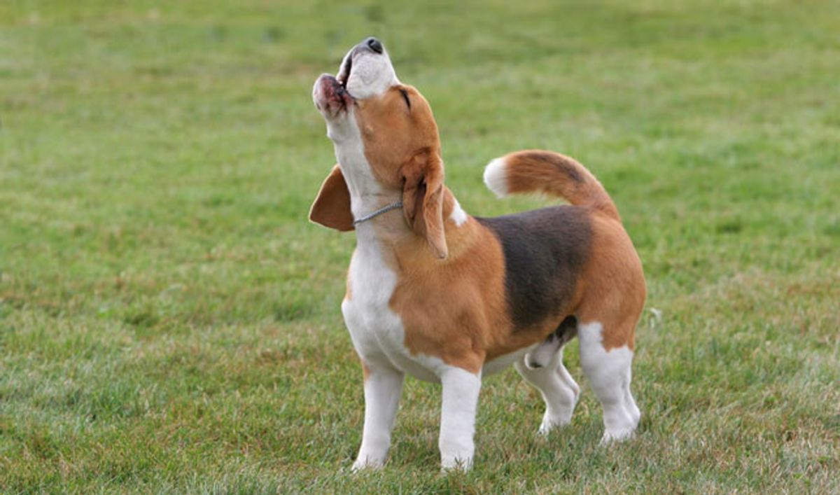 12 Reasons Every Family Needs A Hound