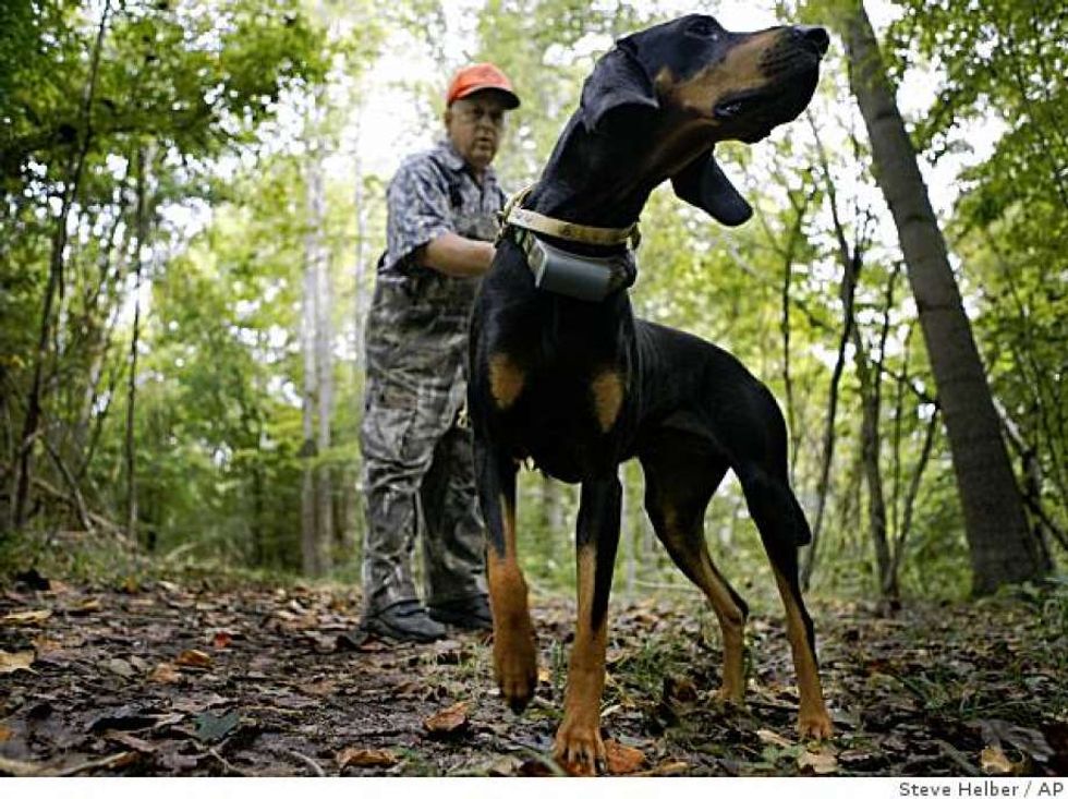 12 Reasons Every Family Needs A Hound