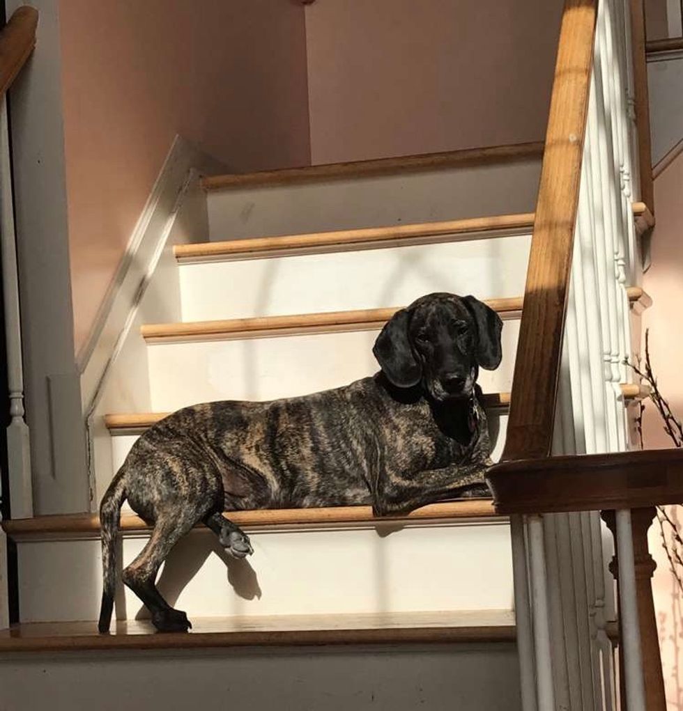 12 Reasons Every Family Needs A Hound
