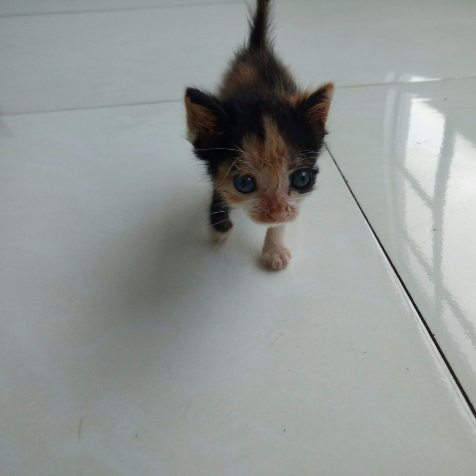 Tiny Kitten Rejected by Her Own Mom Finds Love in This Guy… - Love Meow