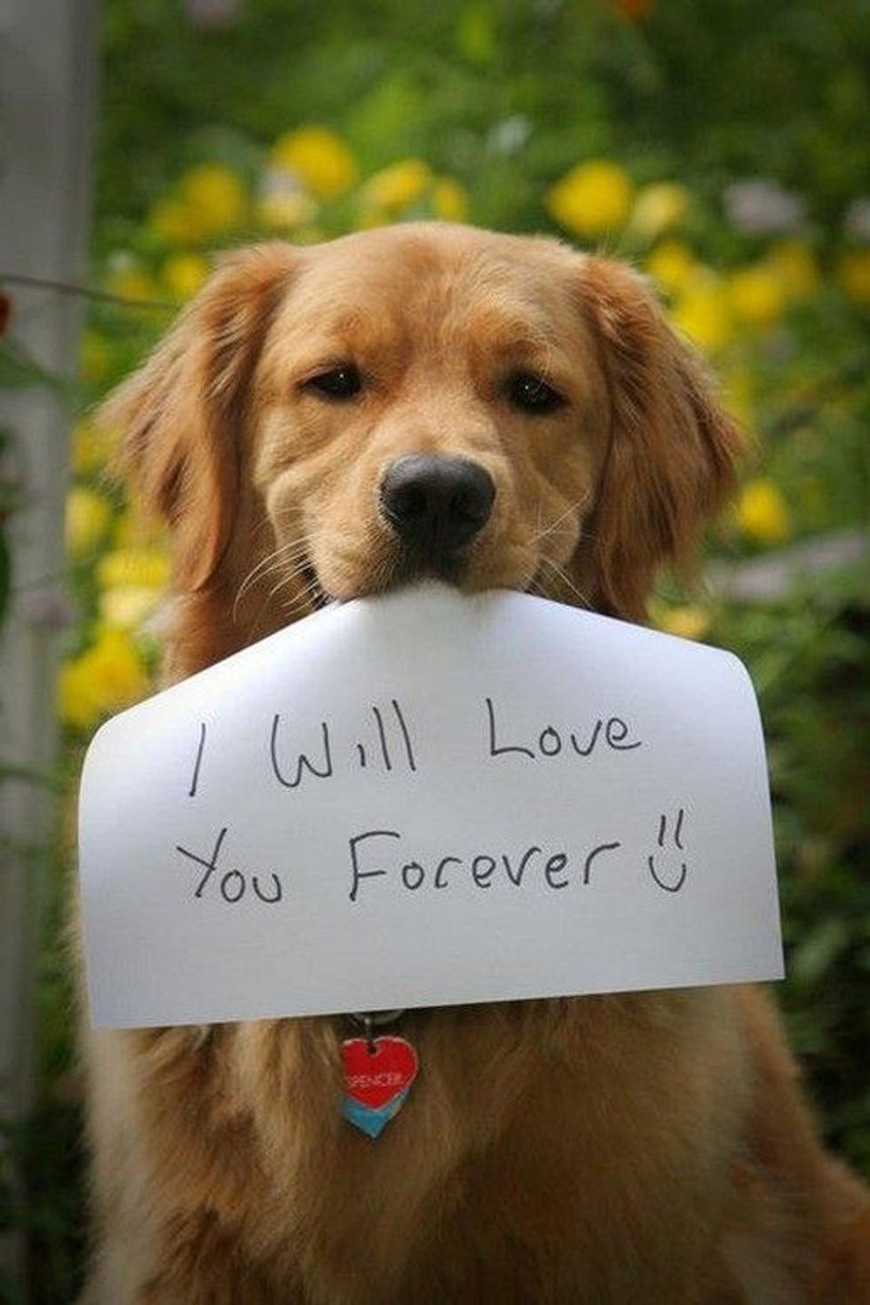 11 Reasons You Need A Dog Right Now 11-reasons-you-need-a-dog-right-now