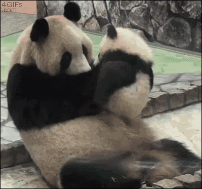 12 Panda GIFs To Brighten Your Day
