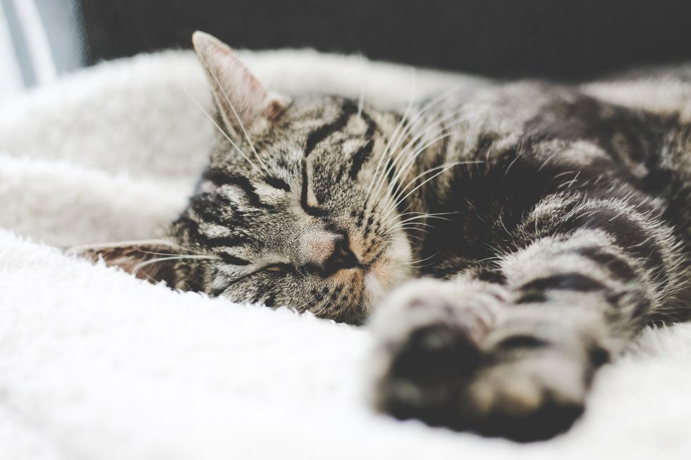 5 Reasons To Envy Cats
