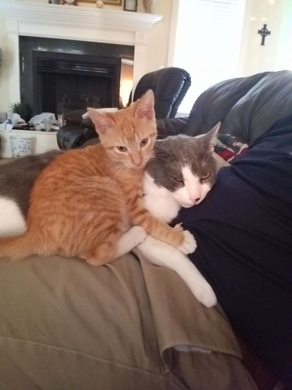 Family Saves Kitten Hanging onto Oysters and The Kitten Couldn't Stop ...