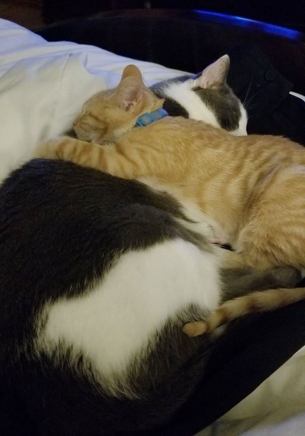 Family Saves Kitten Hanging onto Oysters and The Kitten Couldn't Stop ...