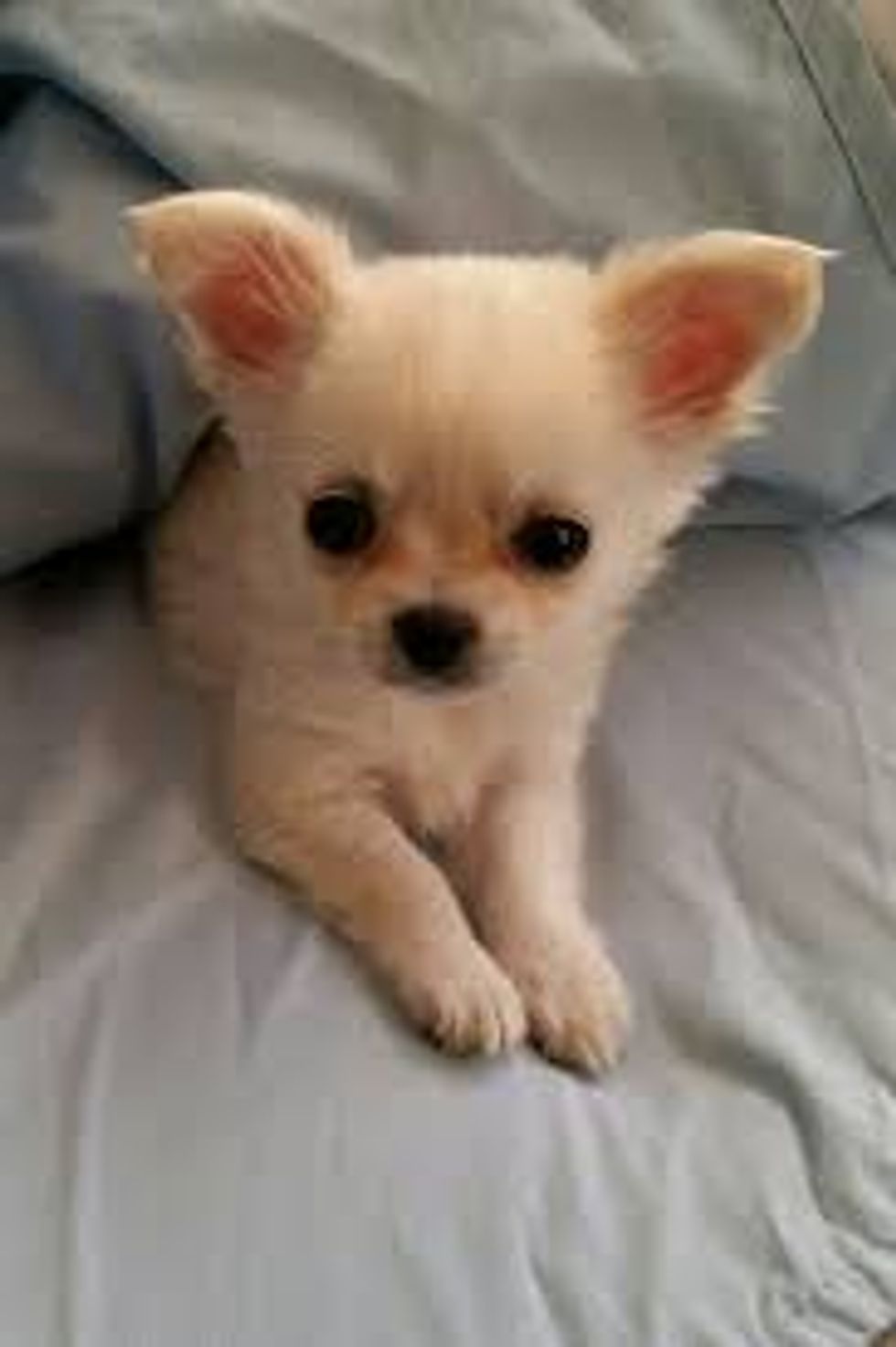 The Top 10 Dog Breeds For City Life