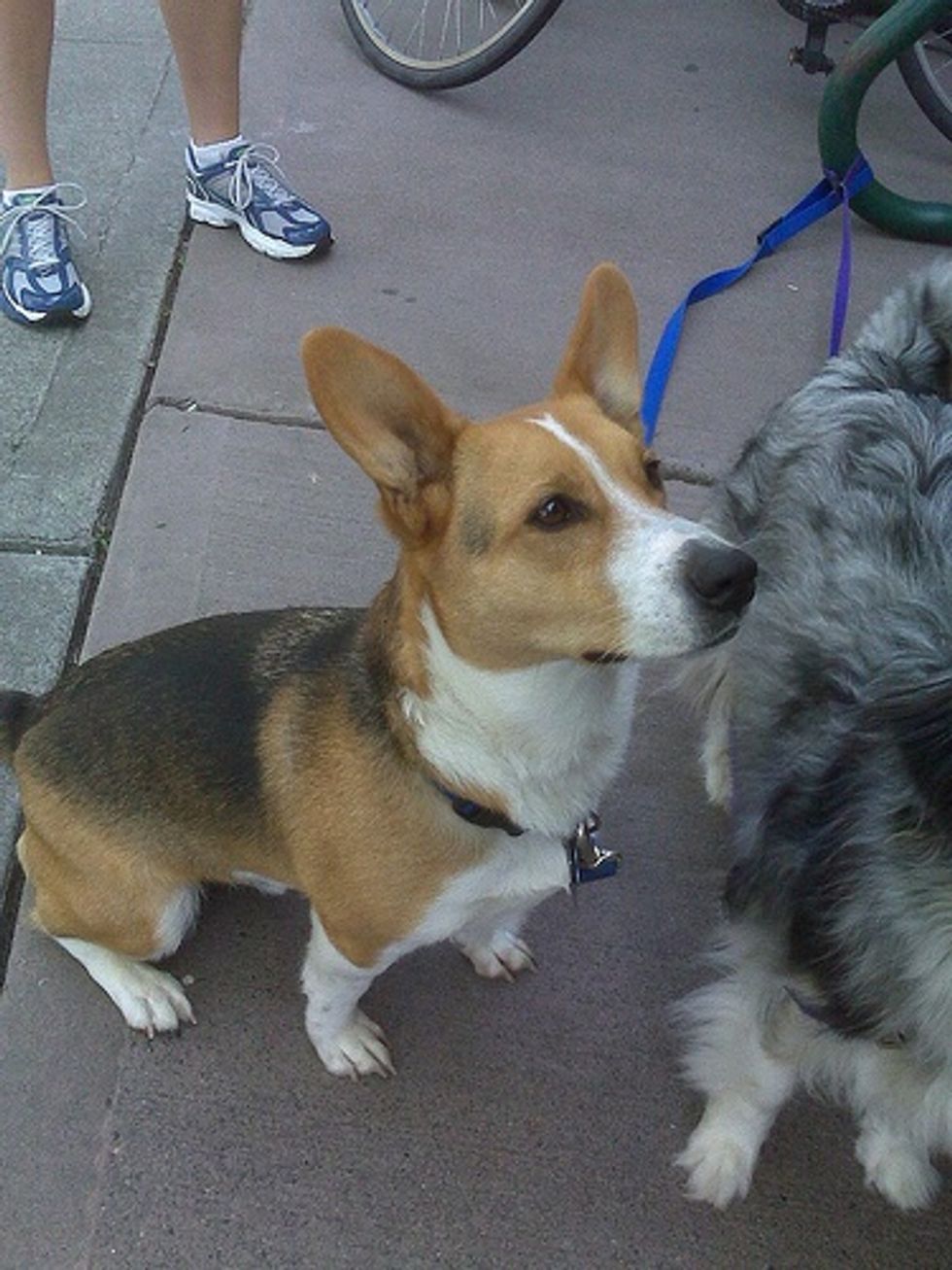 12 Super Cute Unlikely Dog Breeds