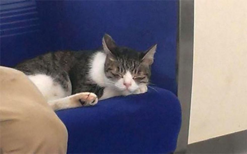 This Cat Takes Regular Rides on Tokyo Subway Train All By Himself ...