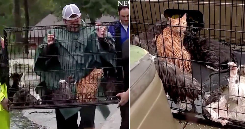 Cats Rescued! Houston Residents Stay Behind to Help Save Stranded ...