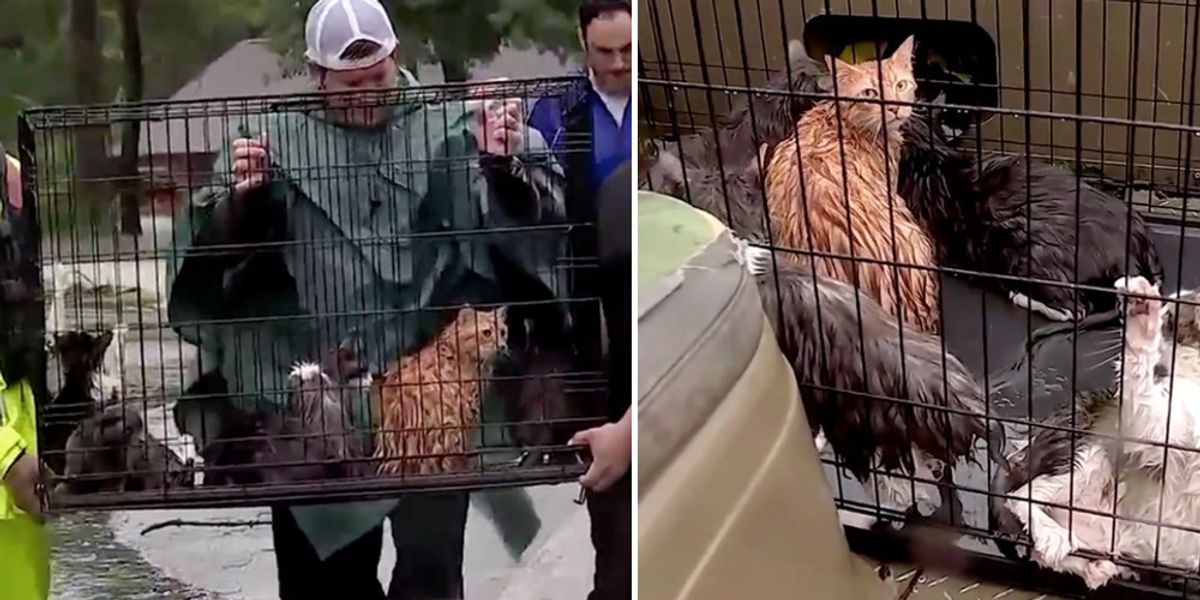 Cats Rescued! Houston Residents Stay Behind to Help Save Stranded ...