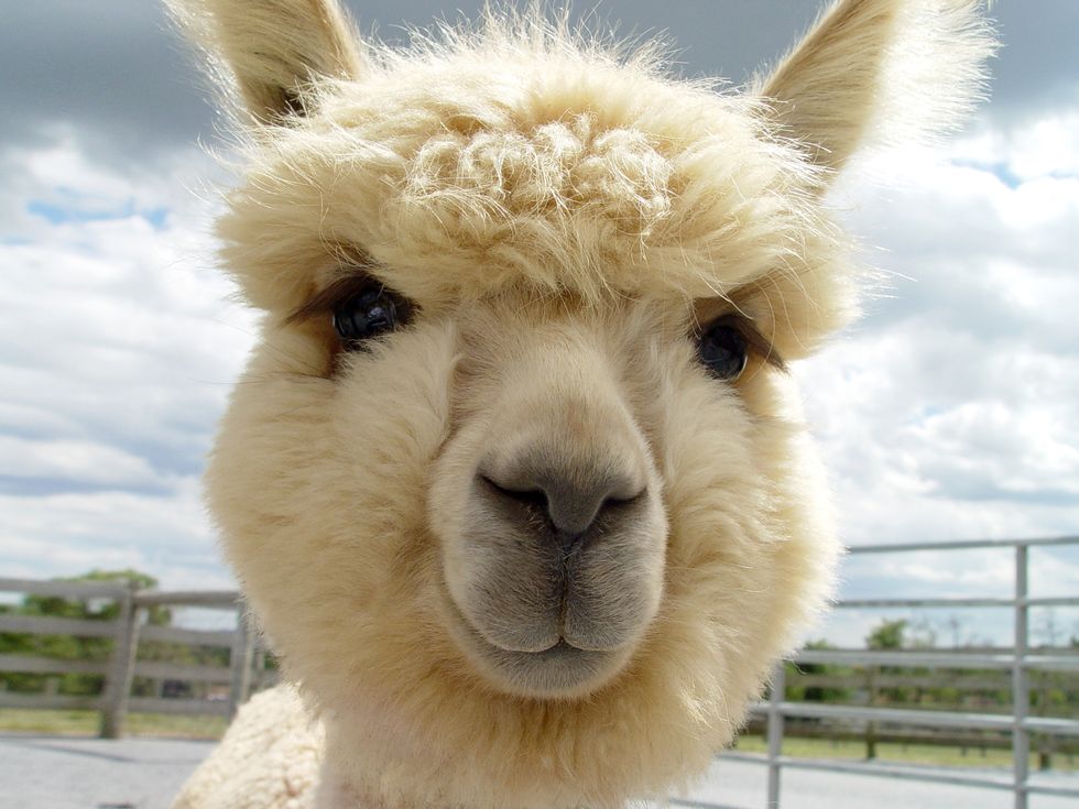 5 Fluffy Farm Animals To Brighten Your Day