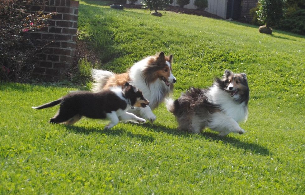 6 Signature Traits Of Your Shetland Sheep Dog