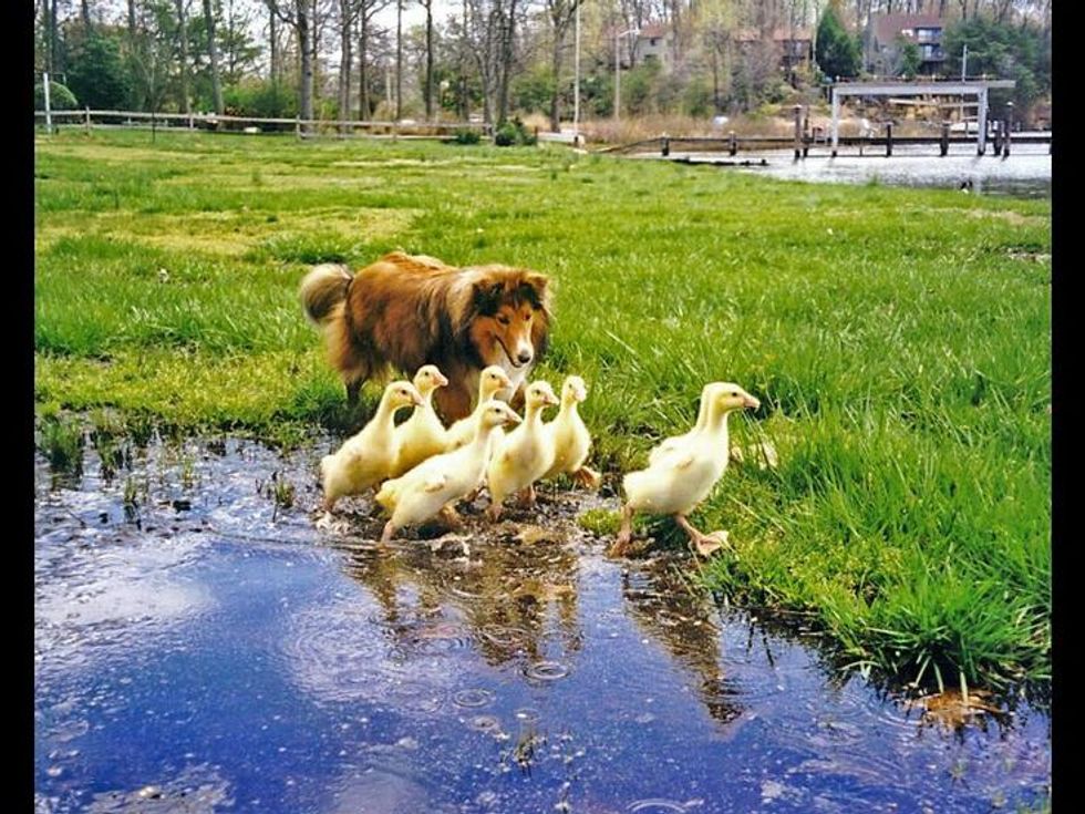 6 Signature Traits Of Your Shetland Sheep Dog