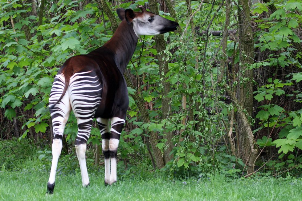 8 Reasons Why Okapis Are The Most Unique Animal Ever