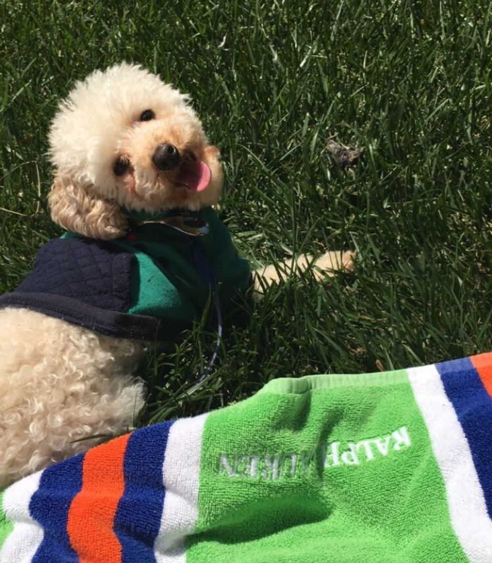 8 Reasons Why Dogs Are So Innocent