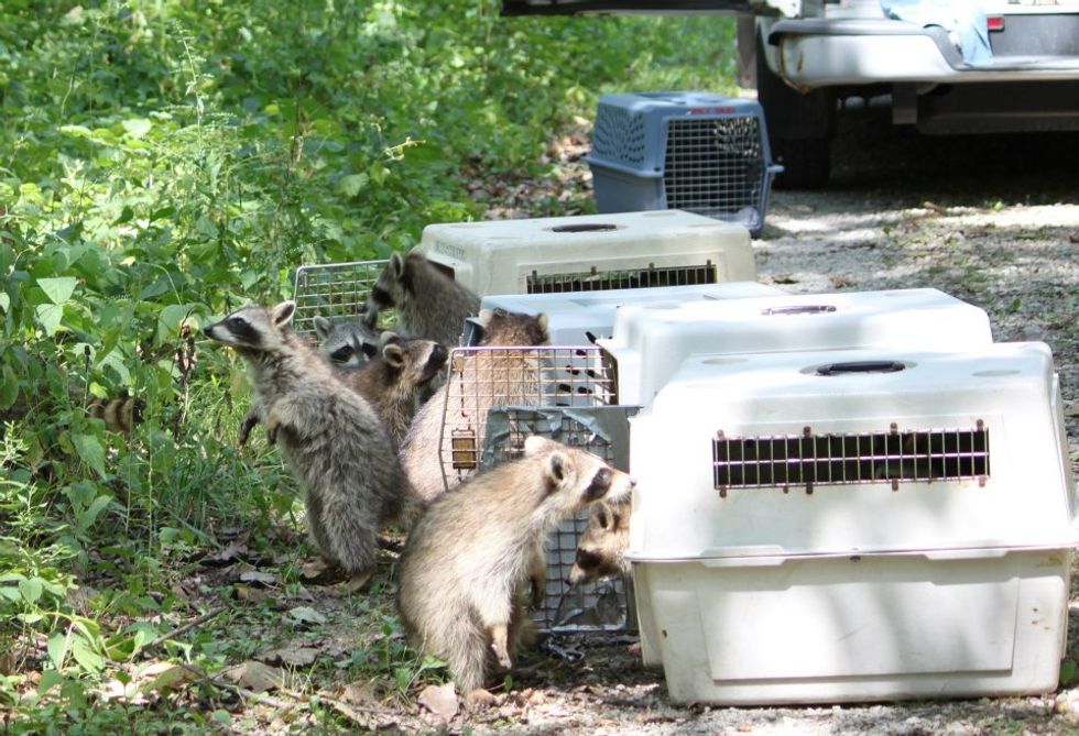 6 Things I've Learned Working at a Wildlife Rehabilitation Center