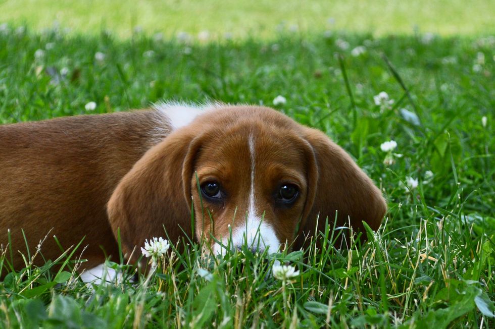 From The Girl Obsessed With Dogs