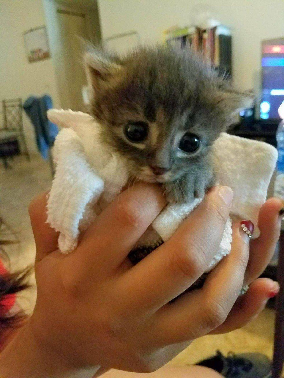 Kitten No One Thought Would Survive, Was Brought Back to Life and Grew ...