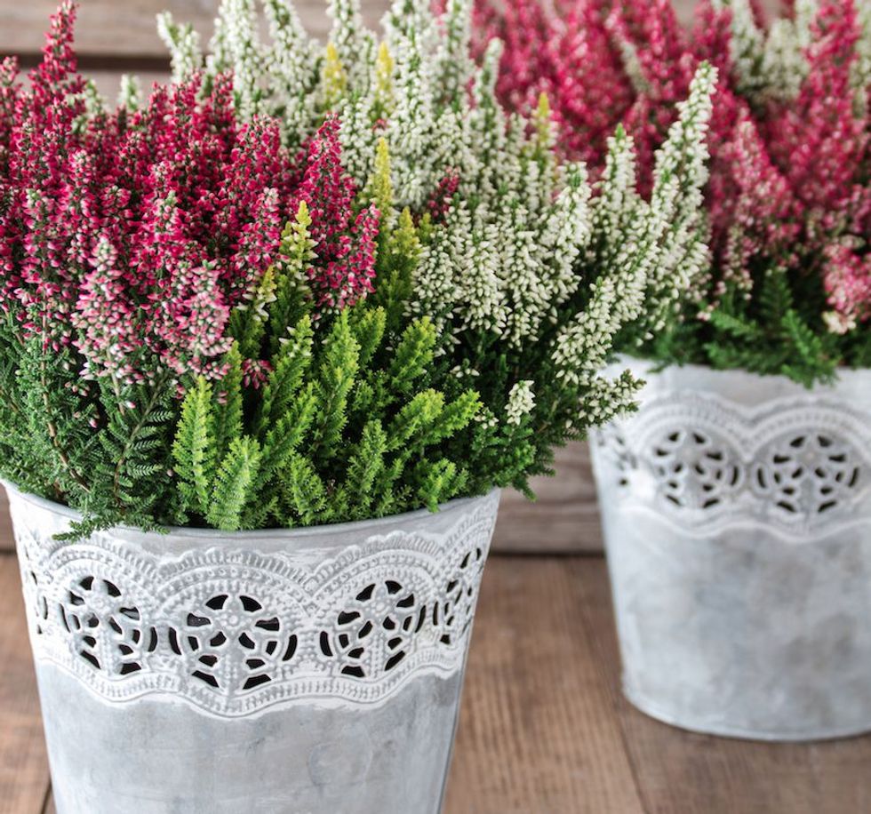 10 Reasons College Students Should Garden