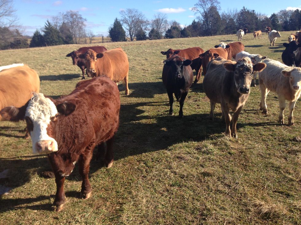 15 Things Only People From Lebanon, Tennessee Will Understand