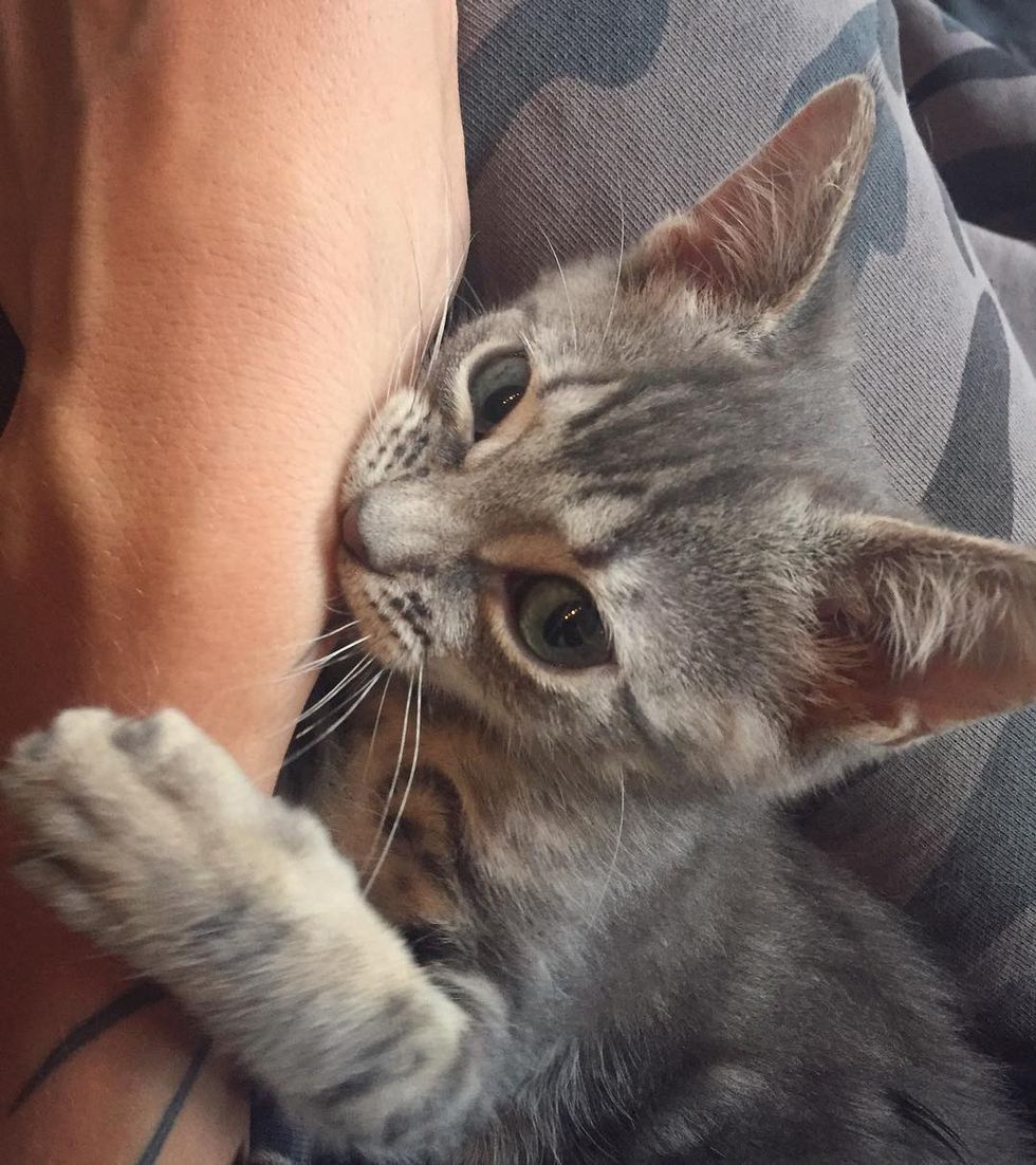 Kitten 1/3 Size of Her Siblings Determined to Get Bigger Despite Her ...