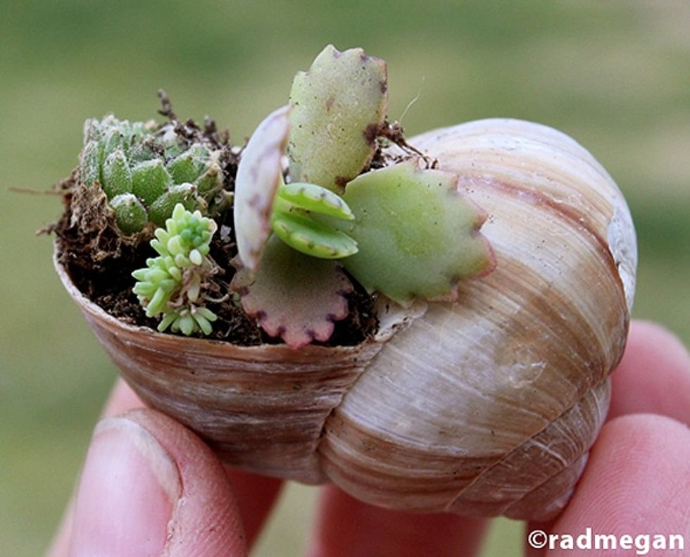 10 Creative Ways To Plant Succulents