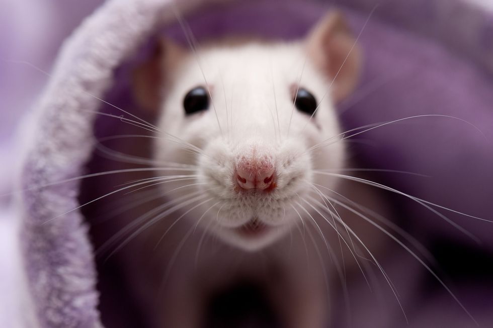 12 Reasons Why Rats Make The Best Pets 12 Reasons Why Rats Make The Best Pets