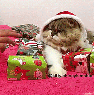 10 Cat Gifs To Brighten Your Day