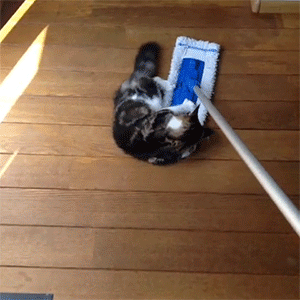 10 Cat Gifs To Brighten Your Day