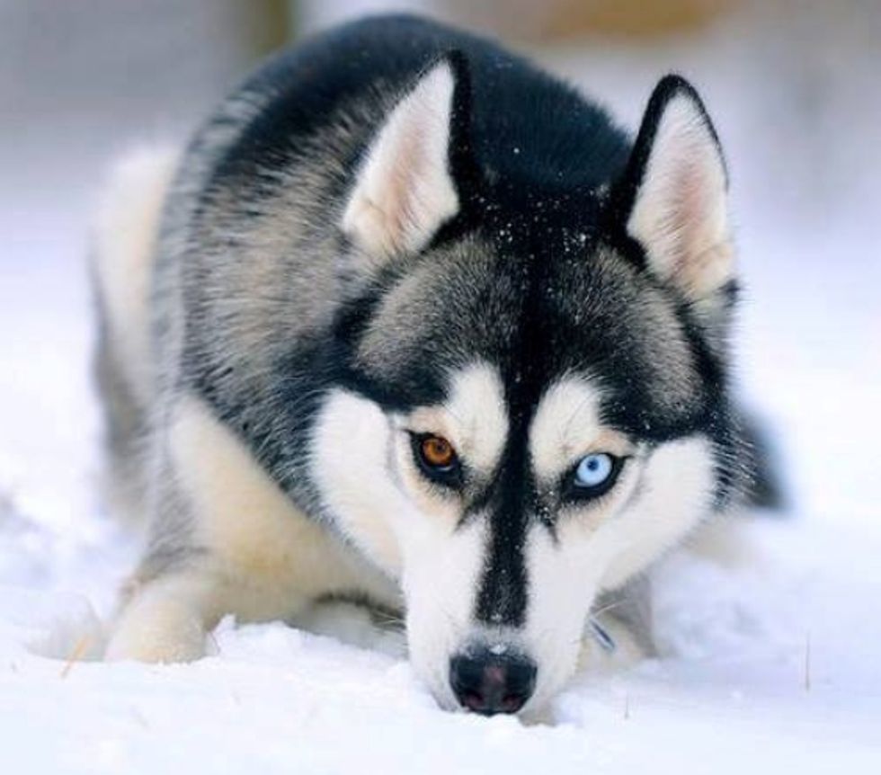 10 Interesting Facts About The Husky Breed