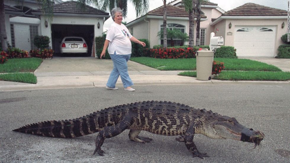 5 Reasons Florida Is Weird AF
