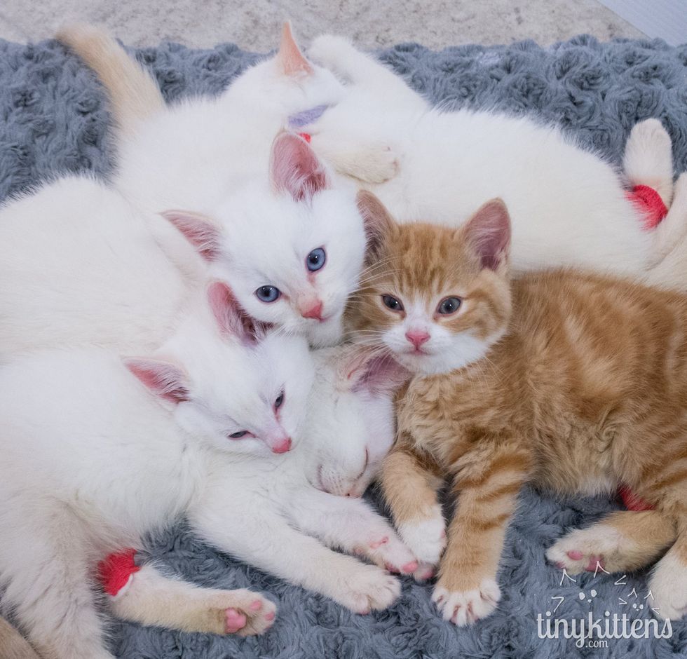 Meet the "Sesame Street" Kittens Rescued From Garbage Can. They Will ...