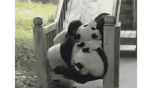 10 Reasons Pandas Are the Best Animal