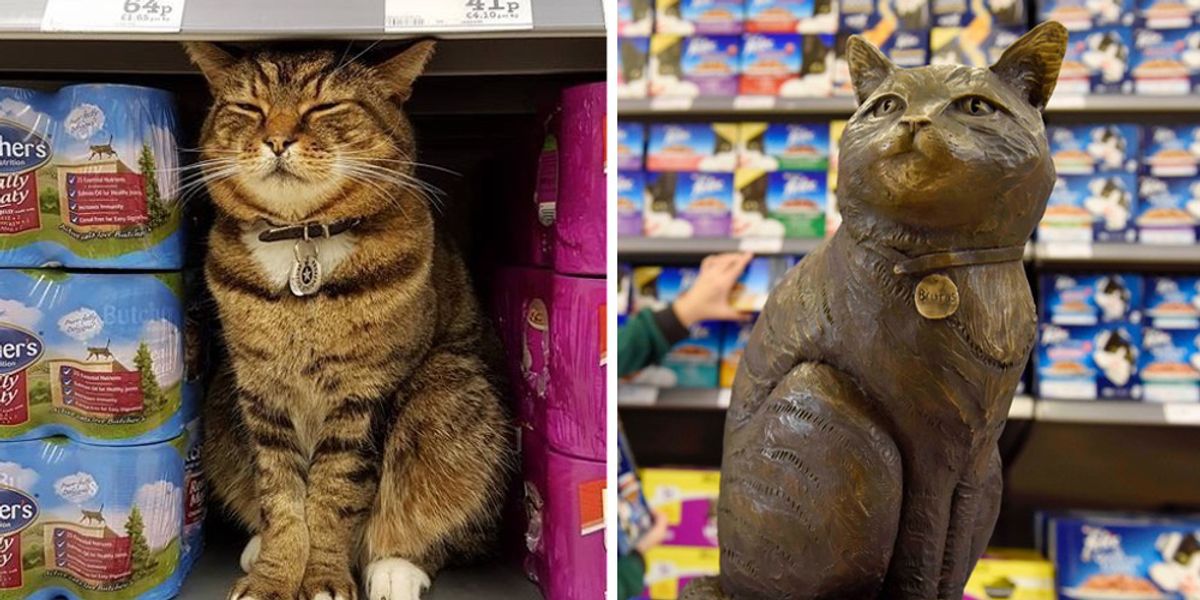 Store Cat Immortalized with His Own Statue at Supermarket That He Made ...