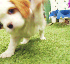 10 Puppy Gifs To Brighten Your Spirits And Get You Through Finals Week