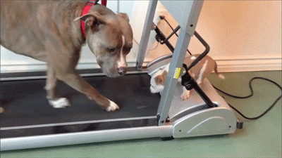 10 Puppy Gifs To Brighten Your Spirits And Get You Through Finals Week