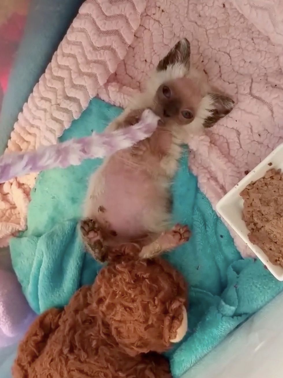 Kitten Mysteriously Got "Alien" Face, Is Turned Around by Love - Love Meow