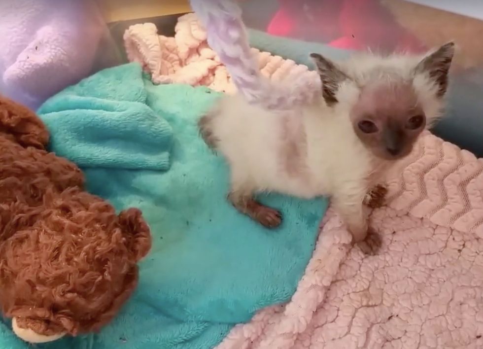 Kitten Mysteriously Got "Alien" Face, Is Turned Around by Love - Love Meow