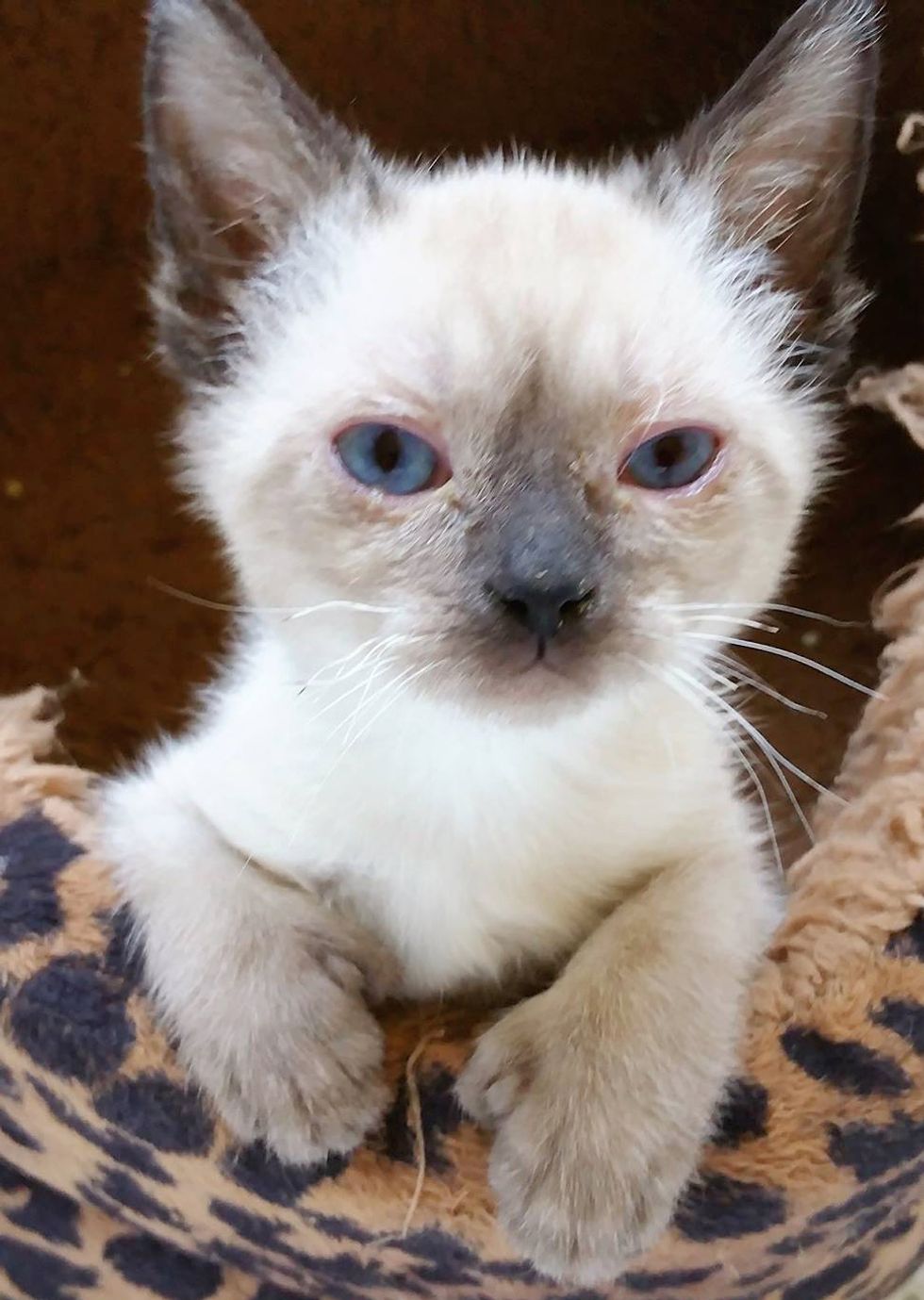Kitten Mysteriously Got "Alien" Face, Is Turned Around by Love - Love Meow