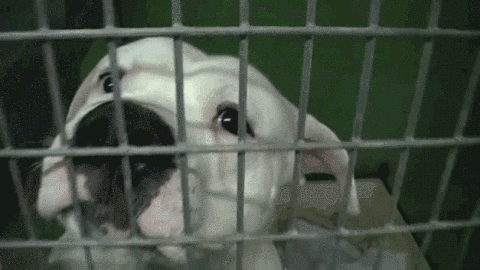 What You Probably Think About Shelter Dogs, Debunked